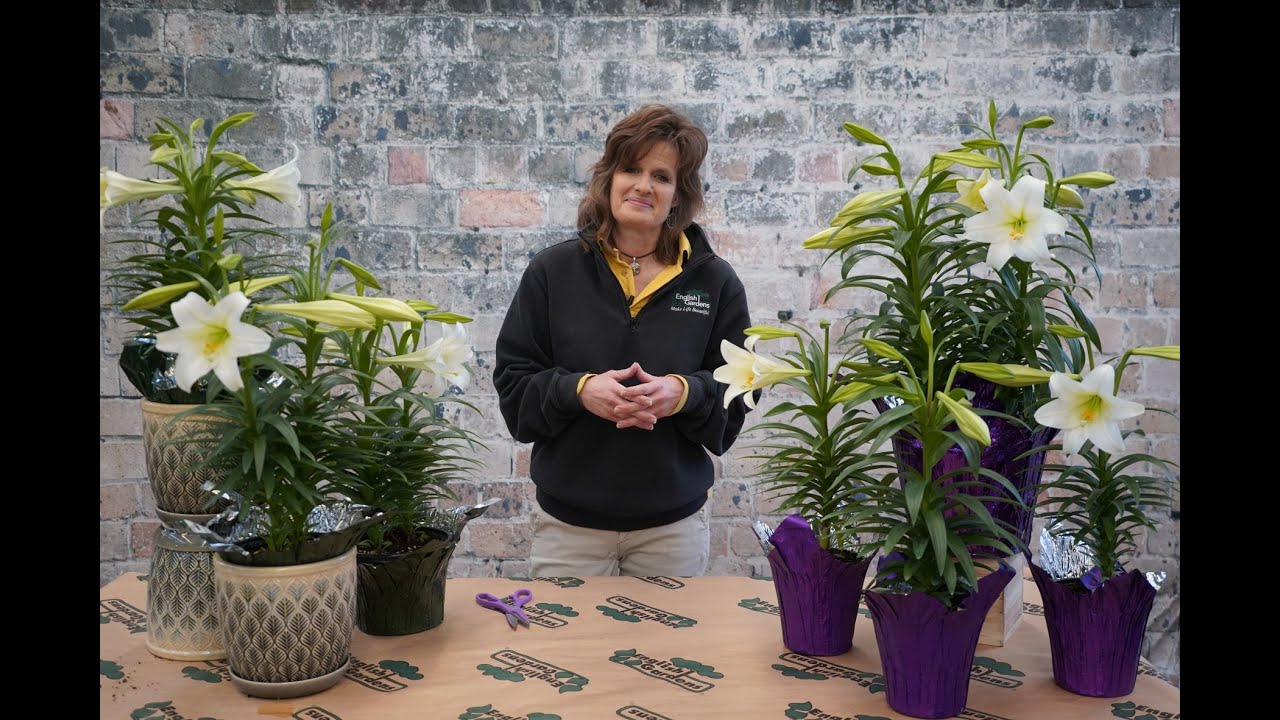 How to Care for a Easter Lily ENGLISH GARDENS - YouTube