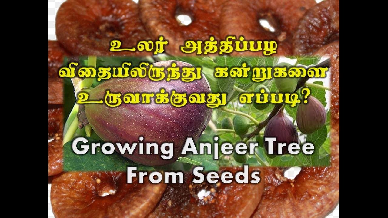 உலர் அத்திப்பழ விதையிலிருந்து அத்தி கன்றுகளை உருவாக்குவது எப்படி ...