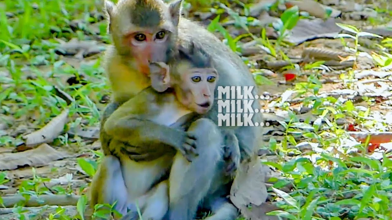 Funny baby monkey crying spoil request milk, Lovely baby monkey hungry ...