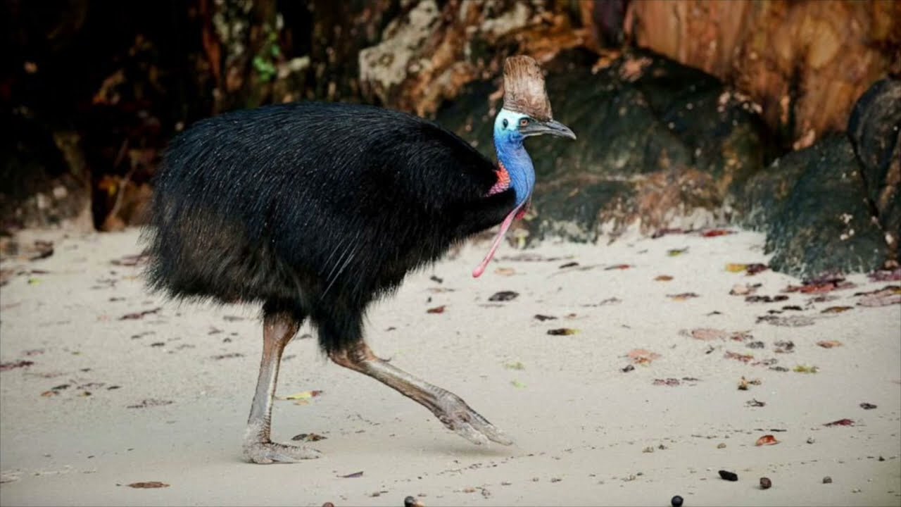 Cassowary Sounds (Southern and Northern) - YouTube