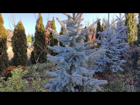 Mavi Ladin | Mavi Ladin Ağacı | Mavi Ladin Çam Ağacı | Aşılı Mavi Ladin | Picea Pungens Hoopsii