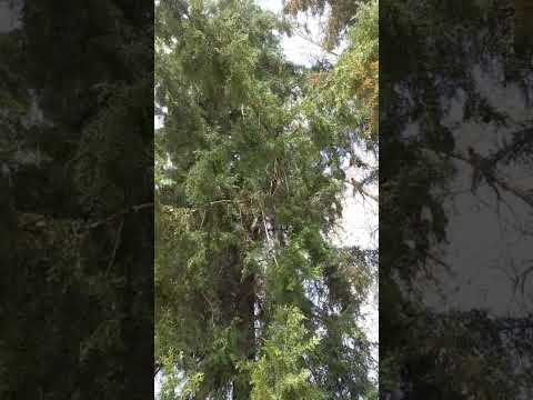 BÜLBÜLÜN ÖTÜŞÜ💙