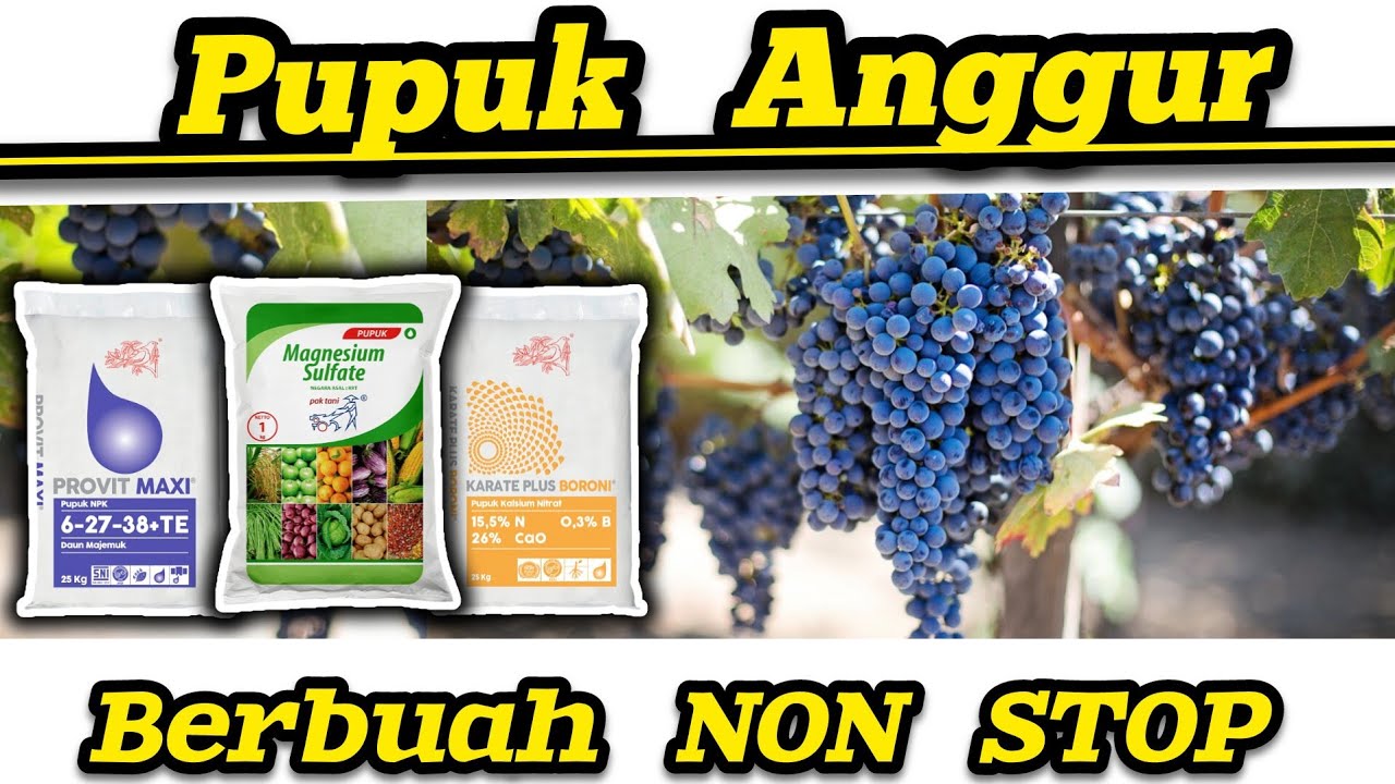 Racikan Maut‼️Pupuk Untuk Anggur Hibrida Impor 💥 Cuma Modal 4 Jenis ...