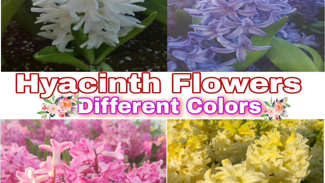 Hyacinth Flowers "히아신스 꽃" Different Colors - YouTube