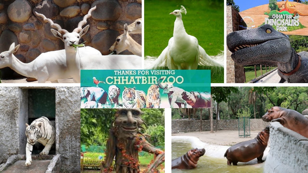 Chhatbir Zoo in Chandigarh | Famous Place in Chandigarh (छतबीर ...