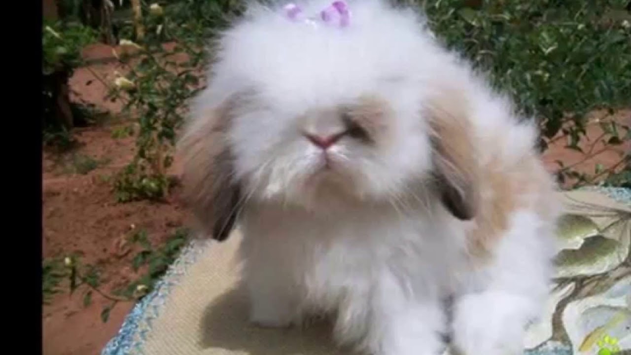 tiernos conejitos mini lion lop - YouTube