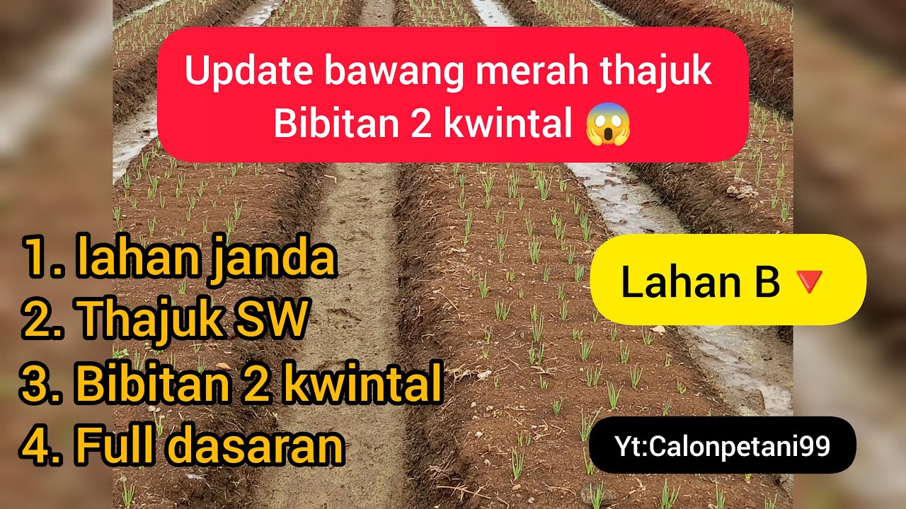 Update bawang merah thajuk bibitan 2 kwintal 😱😱!! - YouTube