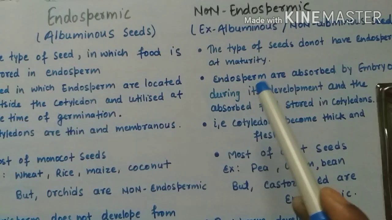 endosperm seed ,nonendospemic seed,difference between endospermic and ...