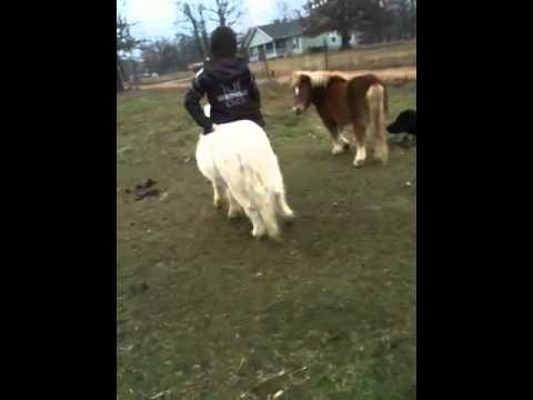 Pony ride-3 - YouTube