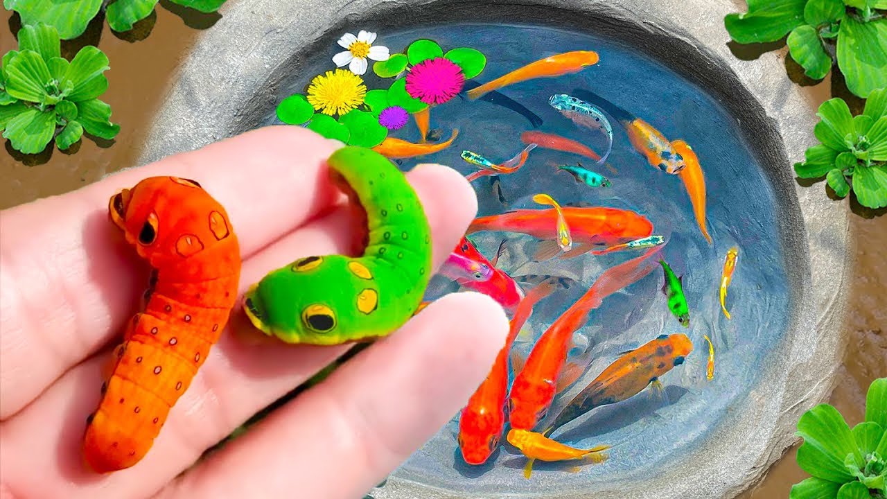 Great Catch Strange Ornamental Fish In Tiny Pond, Shrimp, Insects ...