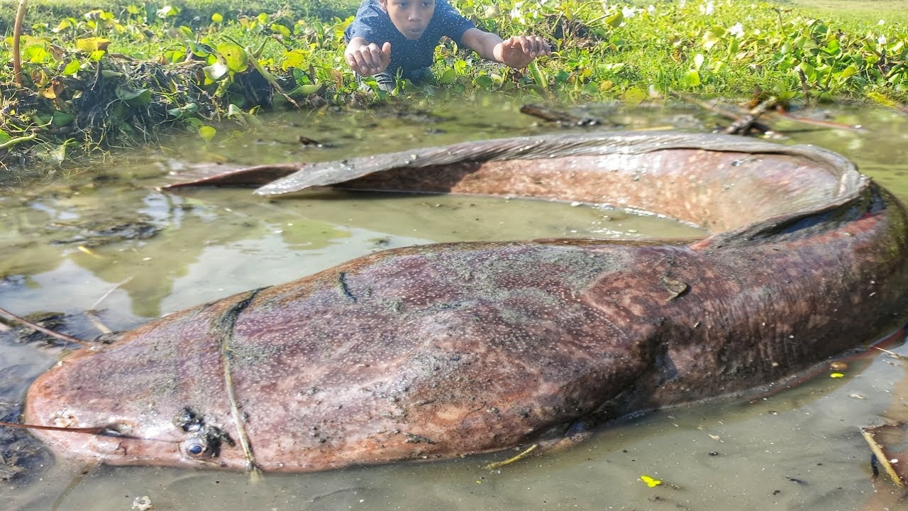 Amazing Boy Catching Many Catfish Under Water Hyacinth Today. Unique ...