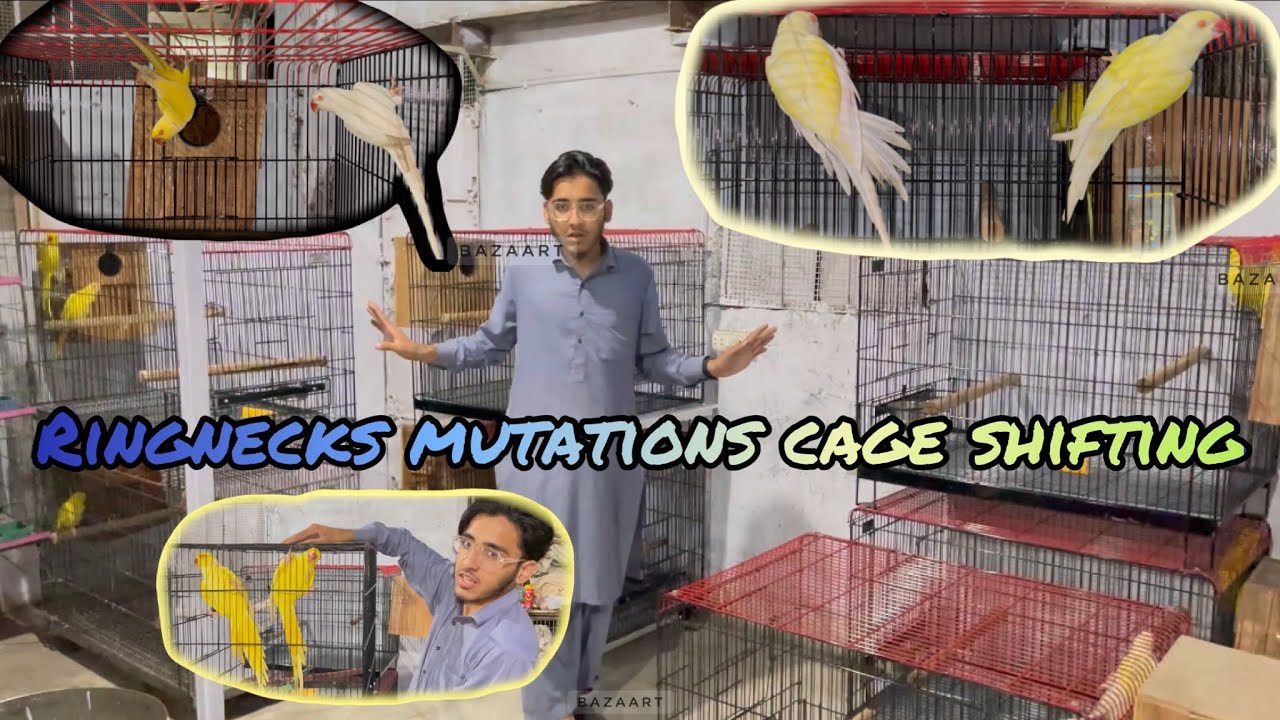 Ringnecks mutations cage shifting my setup breeding mutations how to ...