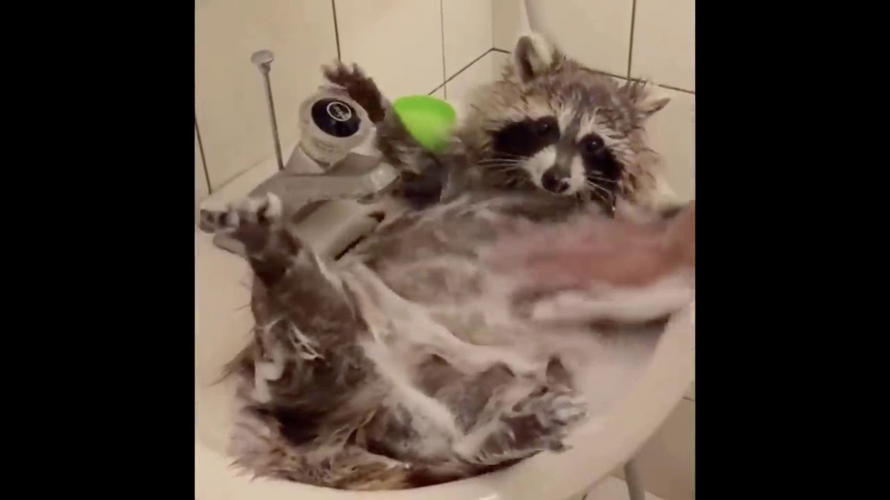 Bathing A Racoon In A Sink - YouTube