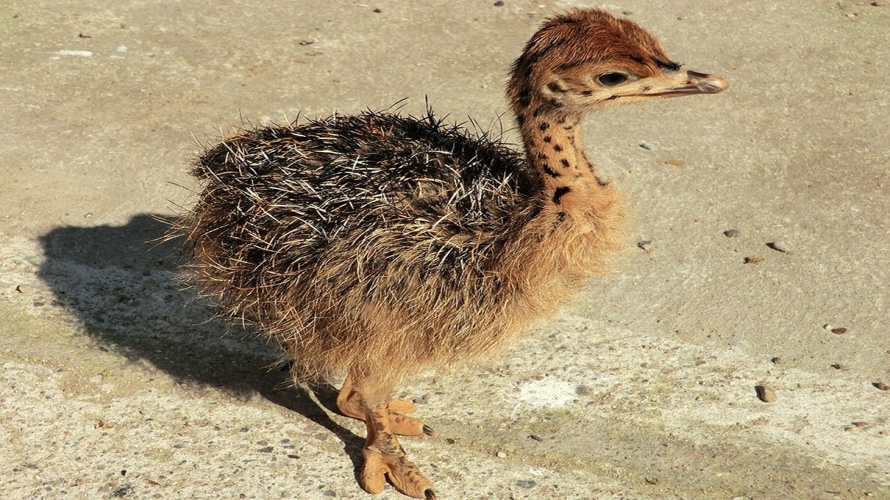 Baby Ostrich Growing Up - YouTube