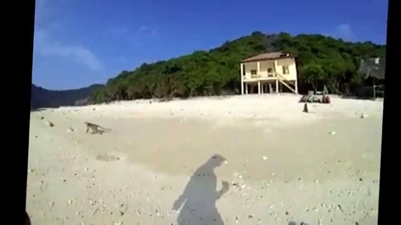 Girl Chased by Monkeys - YouTube