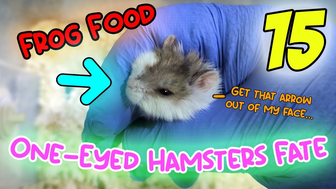 (Live Feeding) One-Eyed Hamster Devoured by Frog [Ep 15]（ライブフィーディング）片目の ...