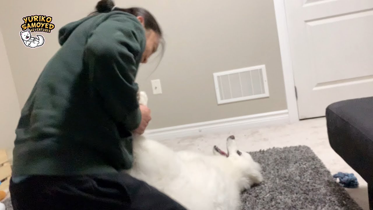 Samoyed dog's wrestling match | Round 1 - YouTube