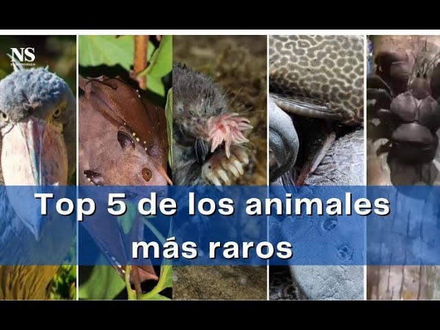 Los 5 Animales Más Raros Del Mundo Cuáles Son Los 12 Animales Más