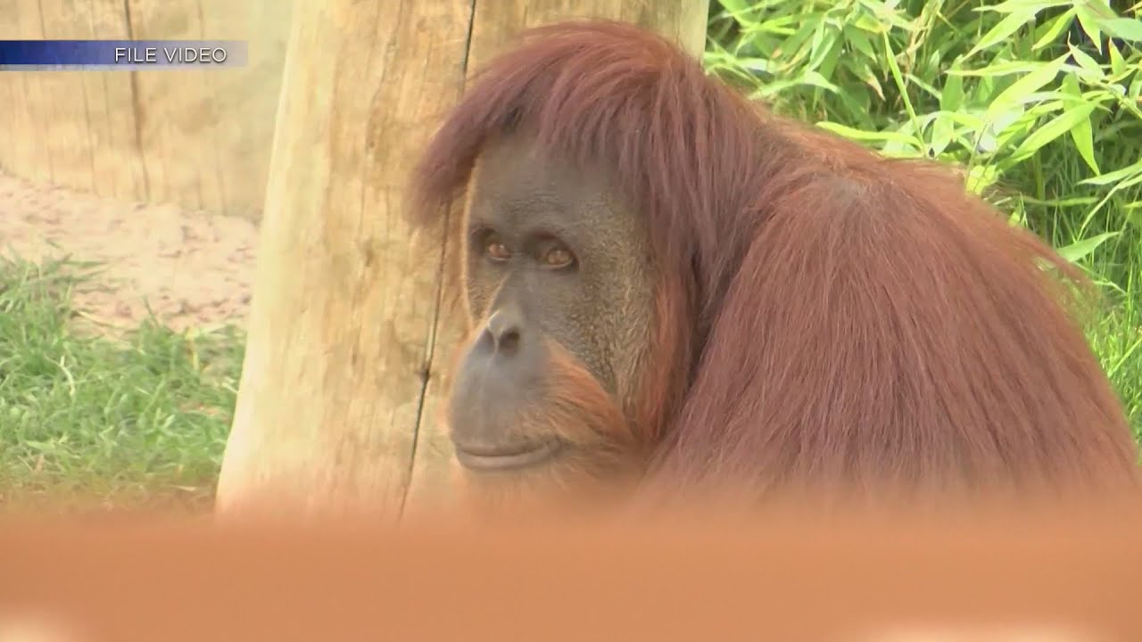 BioPark teaching about apes for 'Ape-ril' - YouTube