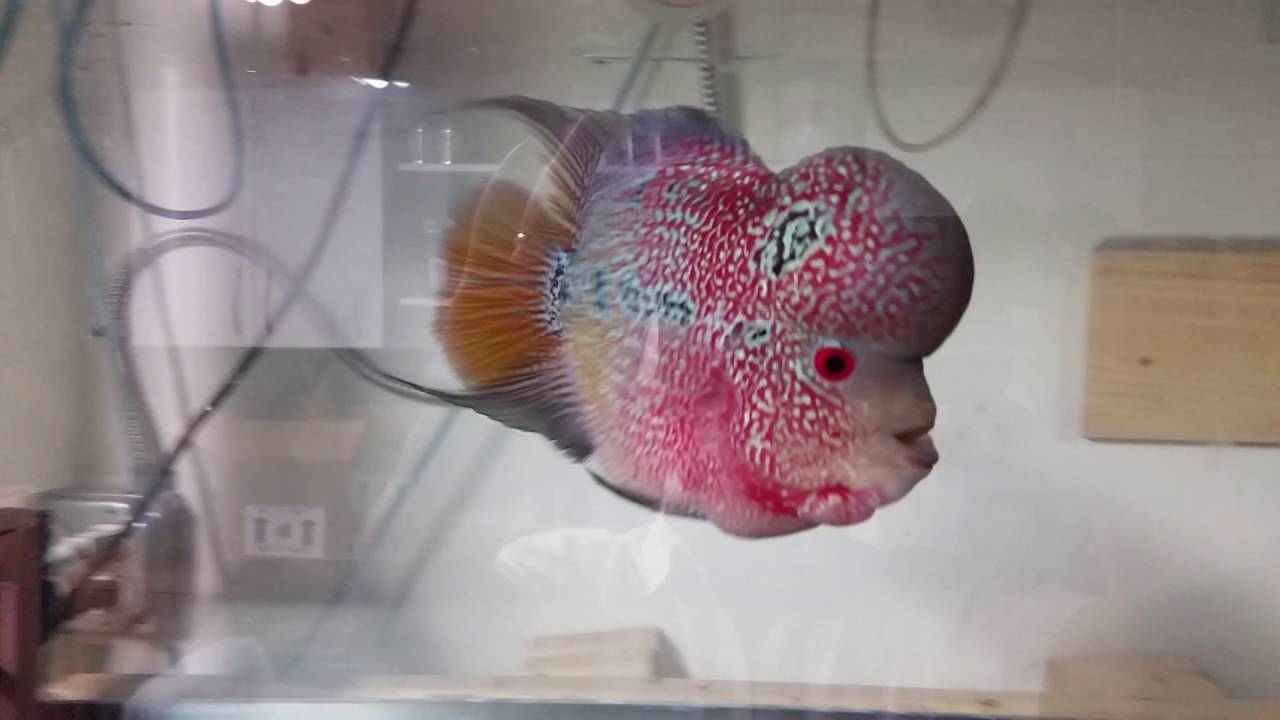 This is my Short Body Flowerhorn - Big Red - YouTube