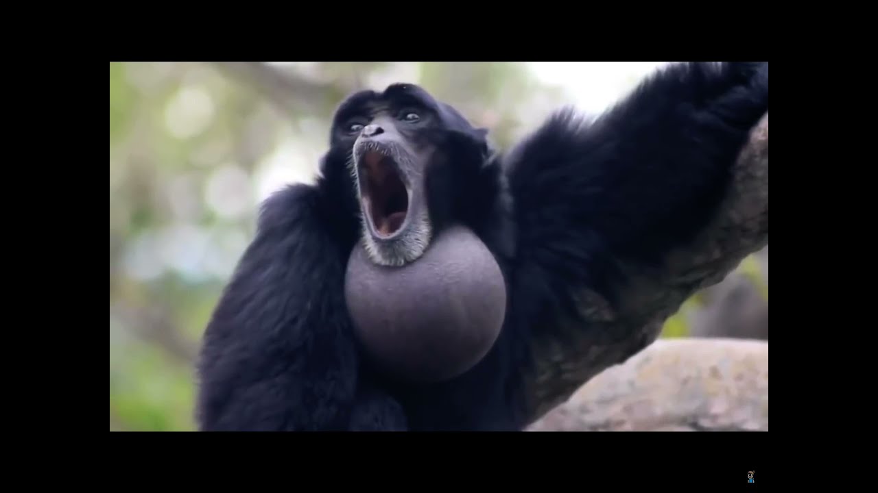 Screaming gibbon monkey - YouTube
