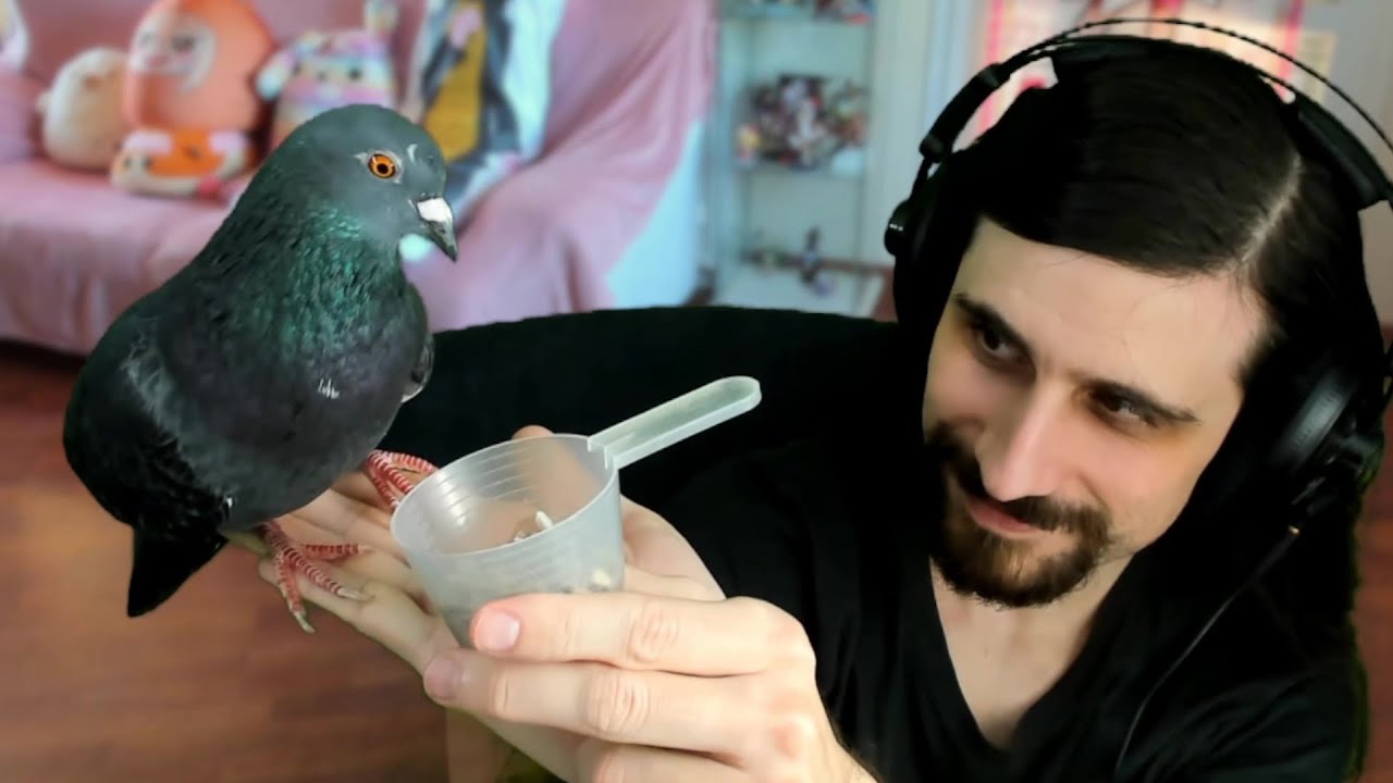Alva Majo alimenta a su paloma en directo - YouTube
