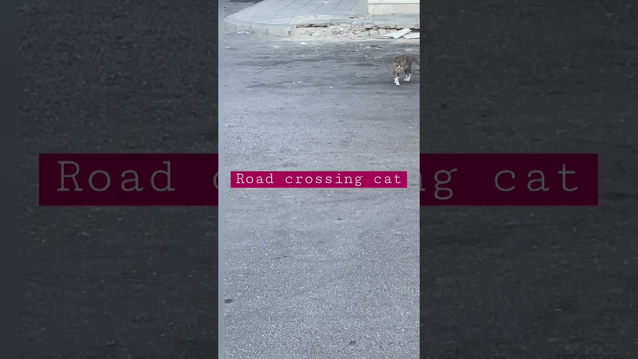 Road Crossing Cat | Very Smarts | Street Cat | - YouTube