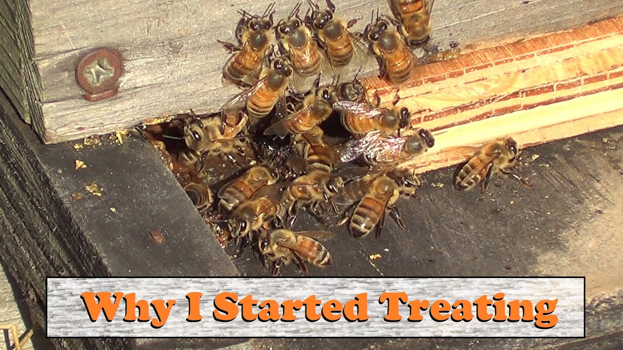 WHY I STARTED TREATING MY BEES - YouTube