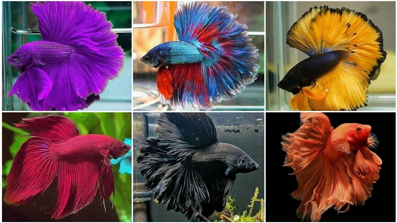 Phytus Fish Breeding/ අපූරු සත්ව ලෝකය/ මින් මැදුර / බෙටා ෆිෂ්|Betta ...