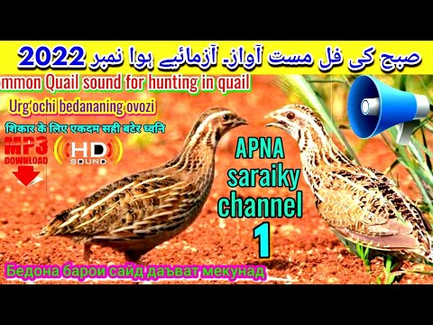 quail sound video effect/quail sound effect/quail bird sound/quail ...