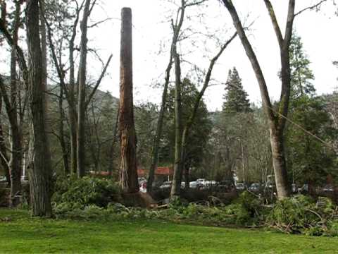 Falling Cedar stob - YouTube