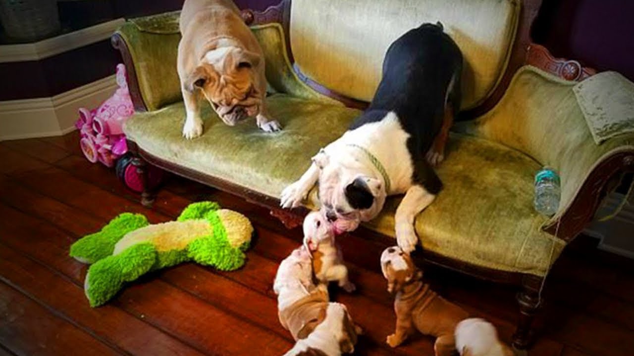 Cute Puppies 😍🐶 Puppies Playing With Parents (Full) [Funny Pets] - YouTube