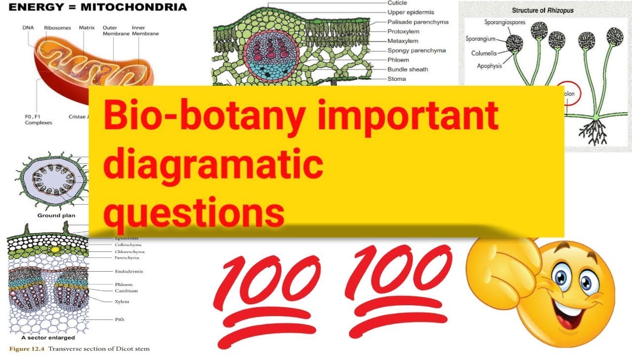 11th standard Bio-botany important diagrams (volume 1and 2) - YouTube