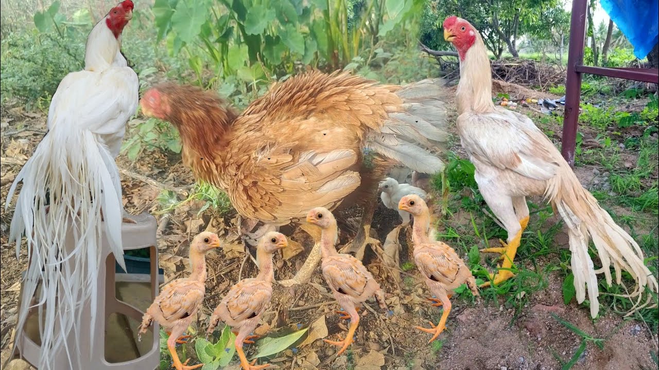 Time With Parrot Beak Chickens - YouTube