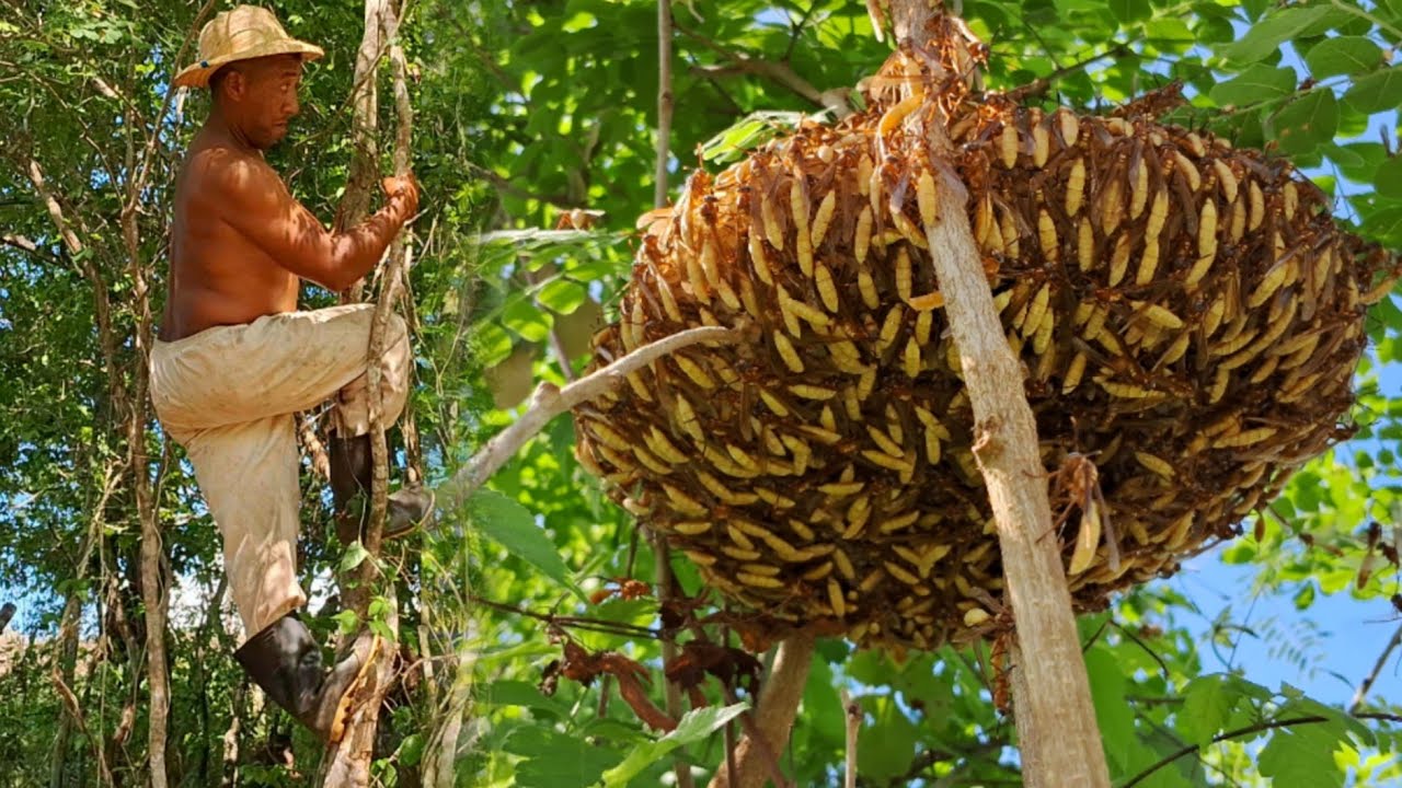 IMPRESSIONANTE! MARIBONDO CHAPÉU DAS PIORES ESPÉCIE OLHA QUE ATAQUES😱 ...