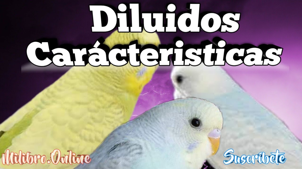 Como Identificar 😲 a los Diluidos - YouTube
