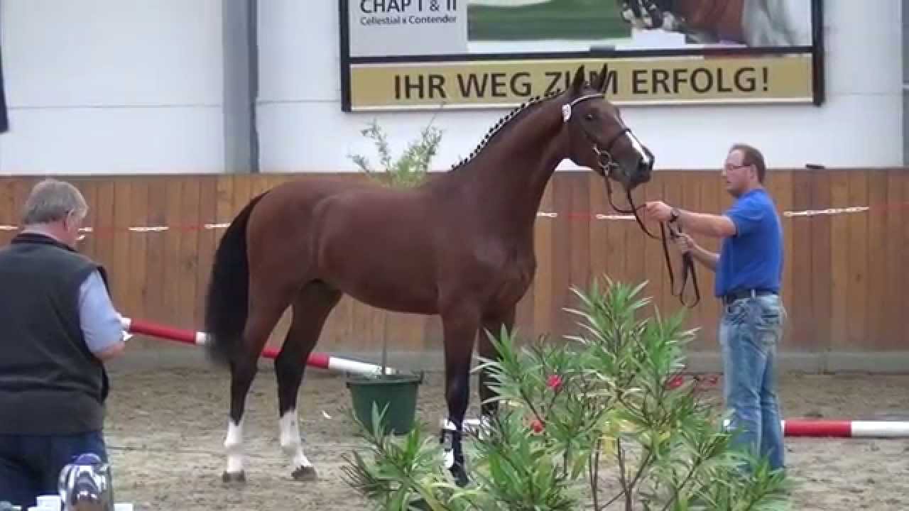 Mylord Carthago-Calando stallion * 2013 - YouTube