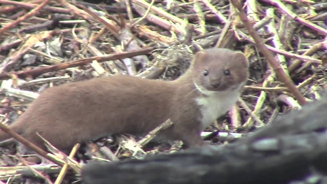weasel digging at radipole lake rspb reserve - YouTube
