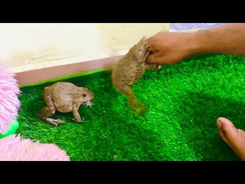 Two brothers frog bite my finger,best fighters frog funny video animals funny frog - YouTube
