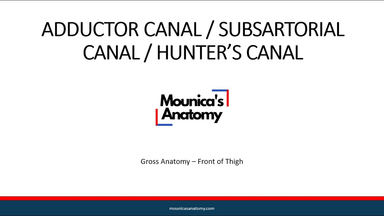 Gross Anatomy | Lower Limb | Adductor canal - YouTube