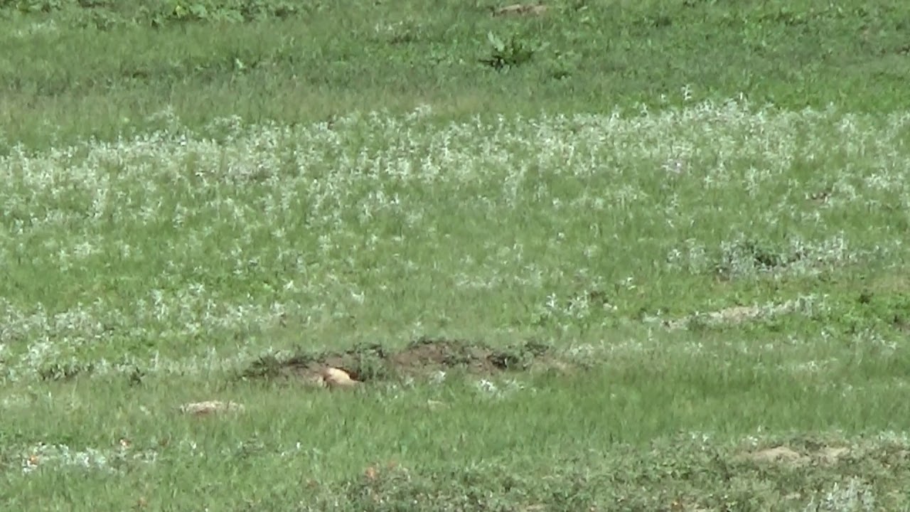 Shooting Prairie dogs South Dakota 2018 #4 - YouTube
