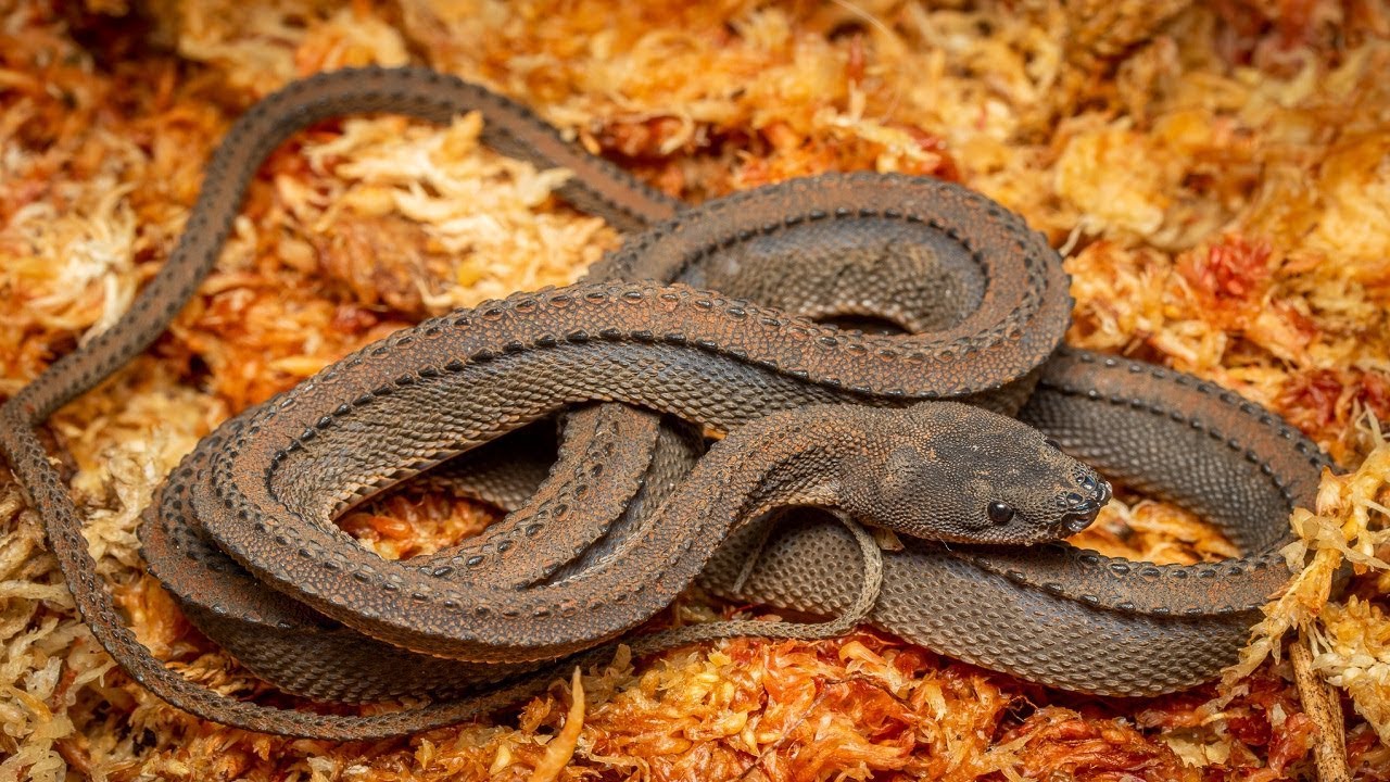 Xenodermus Javanicus Snake