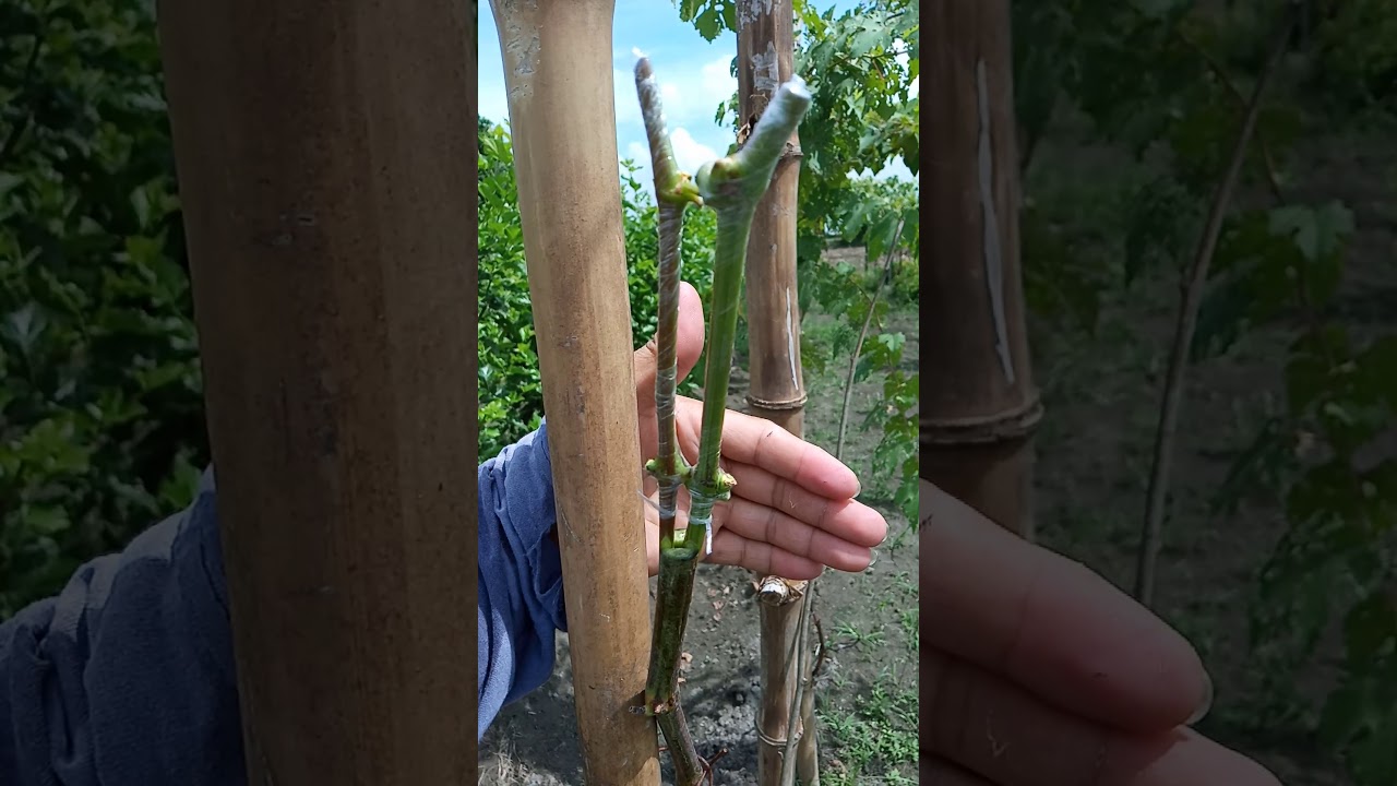grafting double scion- in one Rootstock - YouTube