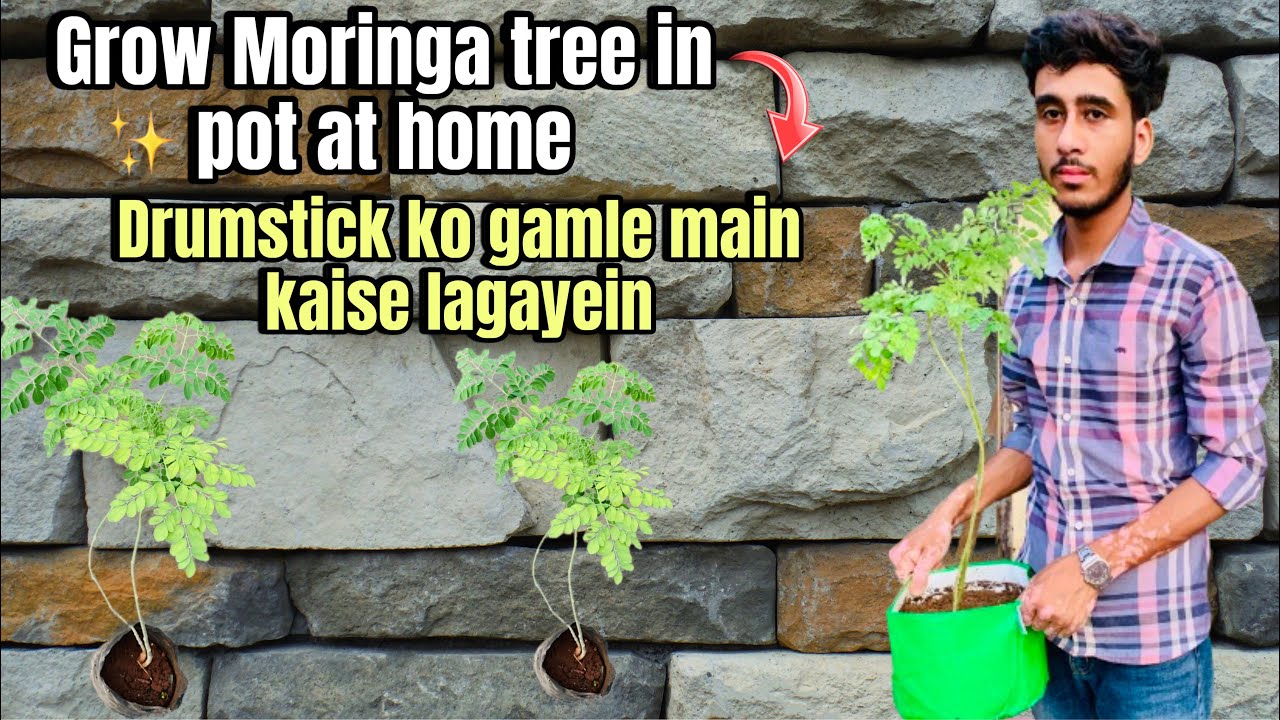 Grow Moringa tree in pot at home / Drumstick ko gamle main kaise ...