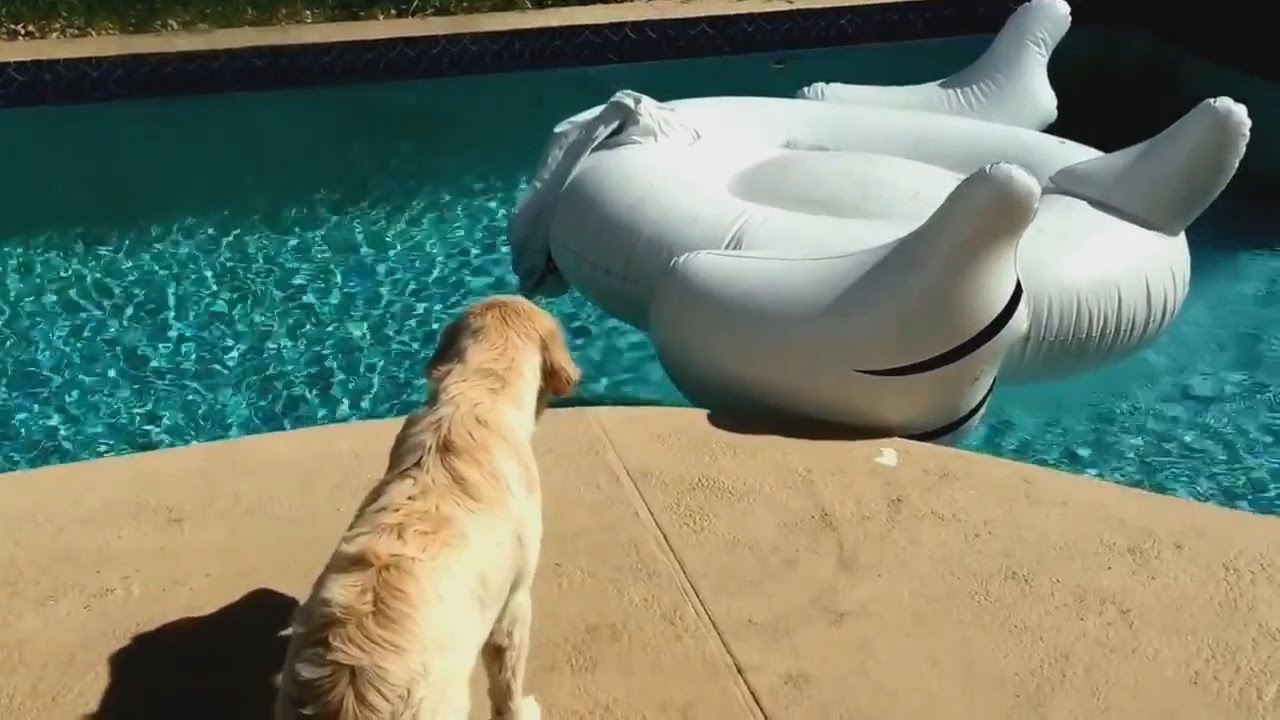 Super Cooper Sunday #15 - LEARNING TO SWIM! - YouTube