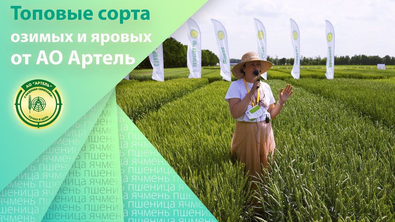 Сорта Озимой и Яровой пшеницы и ячменя Качество от АО Артель Youtube