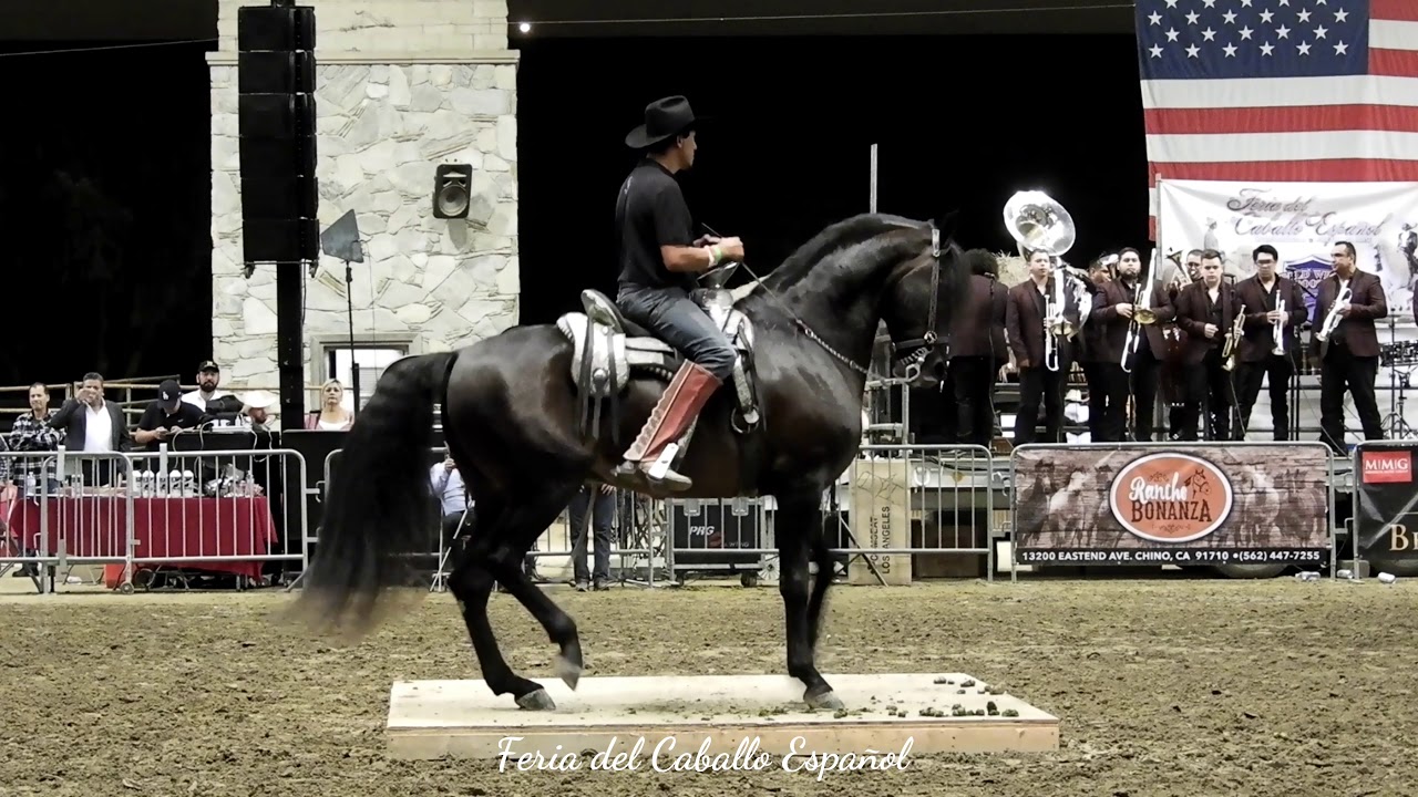 Feria del caballo español 2017 sept. Baile - YouTube