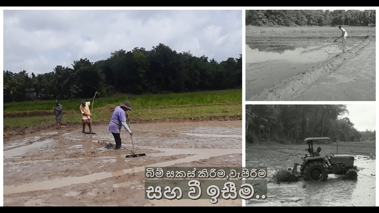 Traditional Paddy cultivation Sri Lanka(Rice) බිම් සකස් කිරීම,වී ...