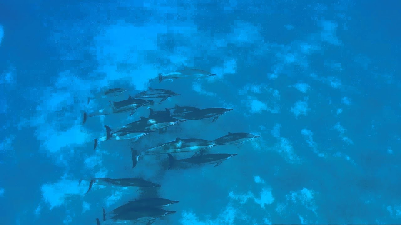 Dolphins sleeping - YouTube