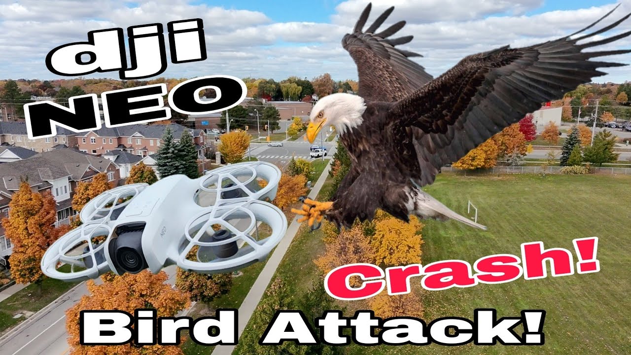 Dji NEO - Bird Attack and Crash (Dji RC 2 Remote) - YouTube